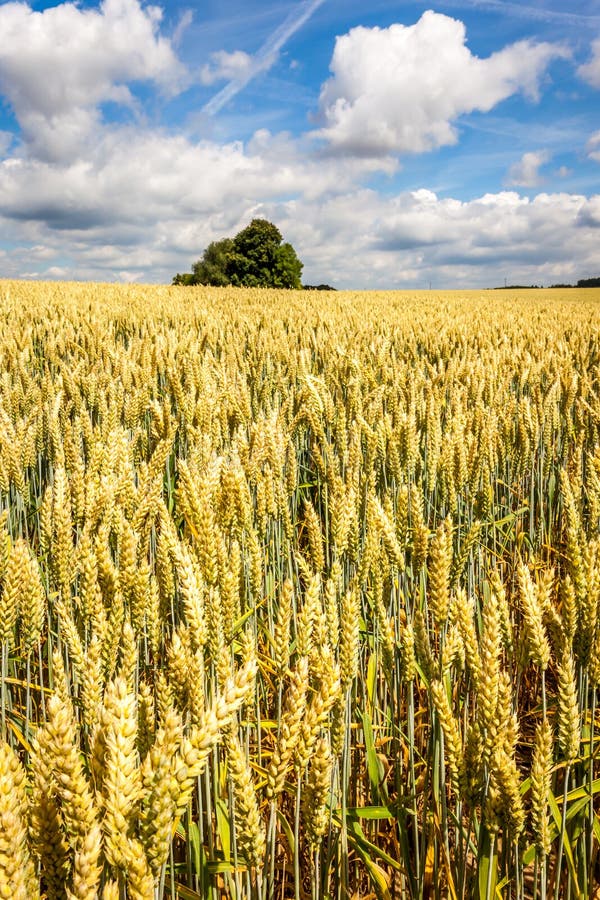 Field of crop and blue sky stock image. Image of corn - 42614357