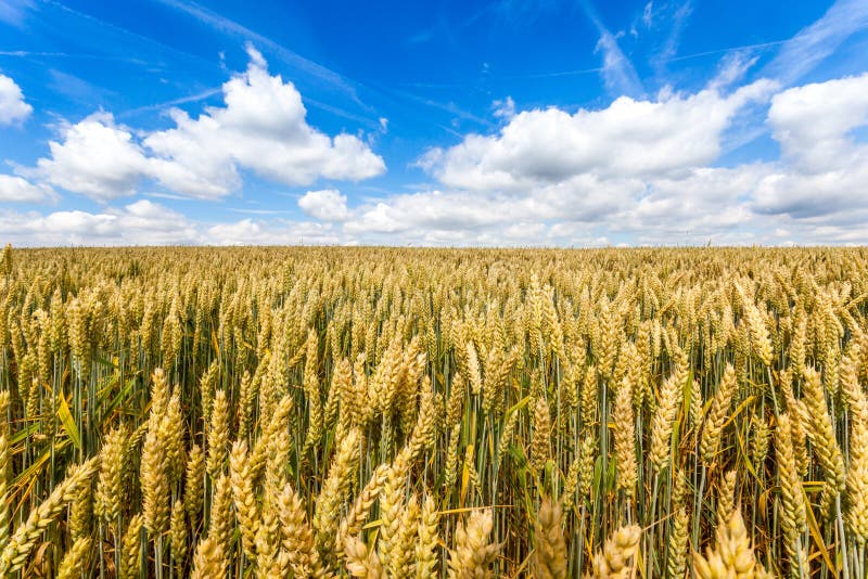 Field of crop and blue sky stock image. Image of corn - 42614357