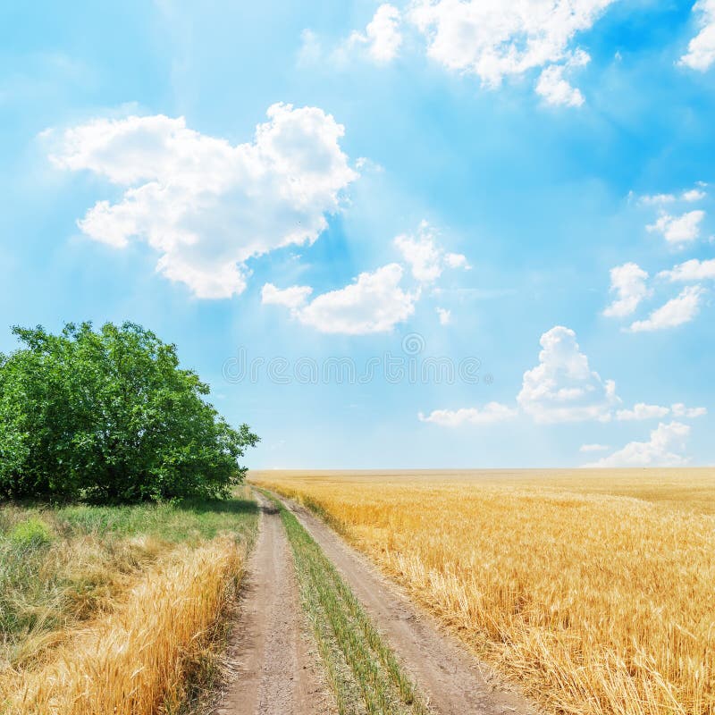 Field with Crop and Clouds in Blue Sky Stock Image - Image of corn ...
