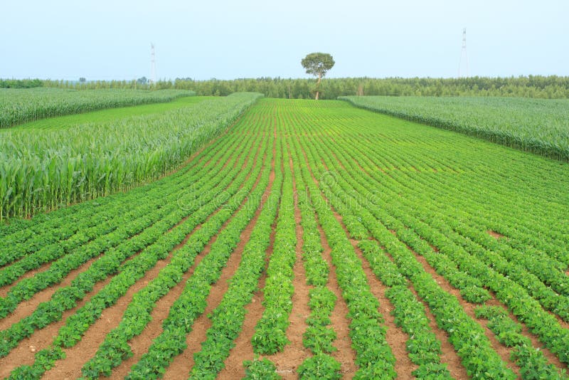 Field stock photo. Image of lush, healthy, field, diminishing - 45405130