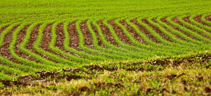 Field Crop Rows Curves stock photo. Image of summer, farmland - 57181754