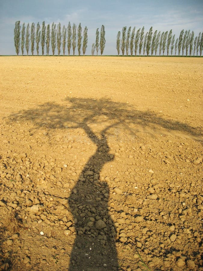Tree Line of Poplar Trees with Shadows Stock Photo - Image of ...
