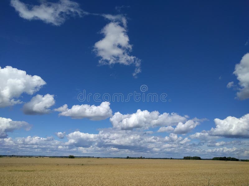 Field of Crops and Blue Sky Stock Image - Image of summer, field: 75942375