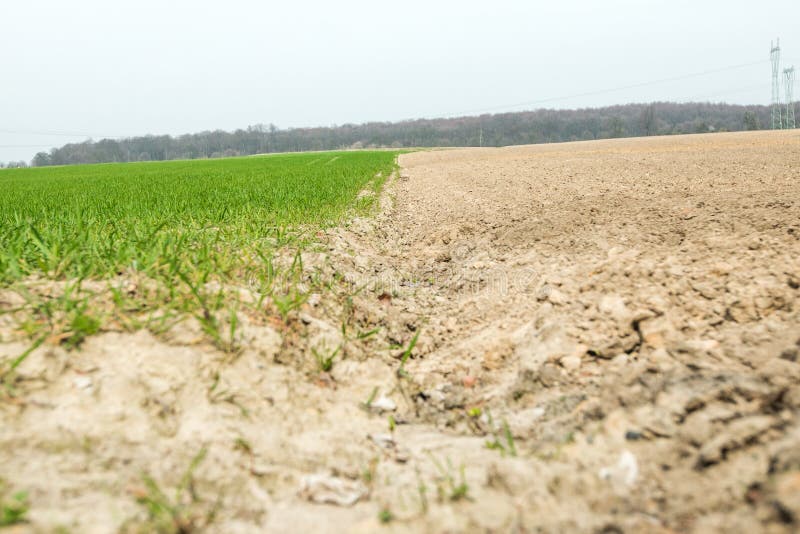 Field crops stock image. Image of farm, landscape, growth - 70210601