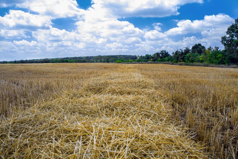 A Field of Crops after Harvesting in the Summer Sunshine Stock Photo ...