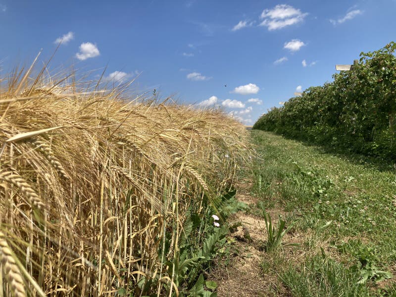 Field of Crops Ripe for Harvest and Raspberry Bushes Stock Photo ...