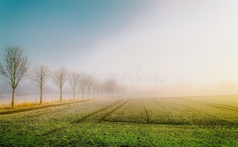 Field Of Crops At Sunrise Picture. Image: 91629946