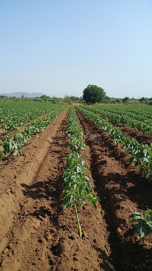 A Field of Crops Thriving with Compost-enriched Soil. Stock ...