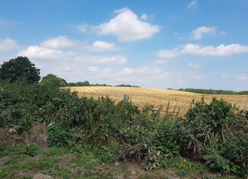 Crops and Hedge stock image. Image of blue, nature, agriculture - 123209309
