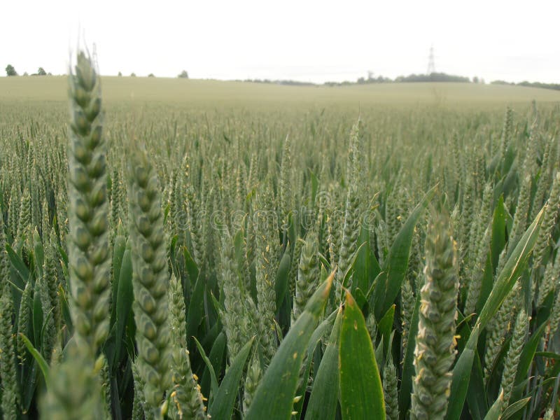 Field of Crops stock photo. Image of crops, wheat, field - 152980154