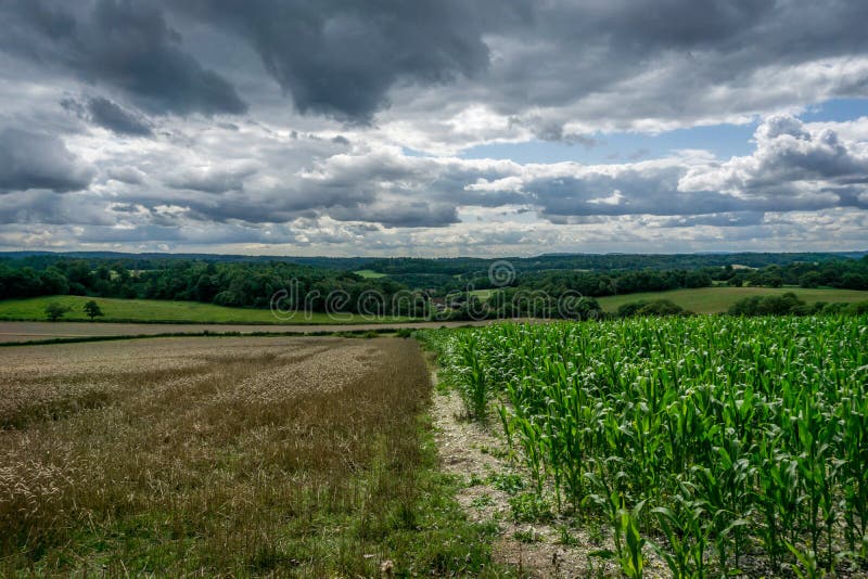 Field of Crops stock image. Image of wheat, corner, field - 44164231