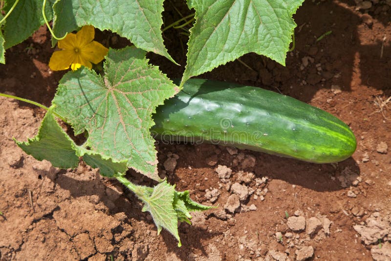 Field Cucumber stock image. Image of color, leaf, field - 22946195
