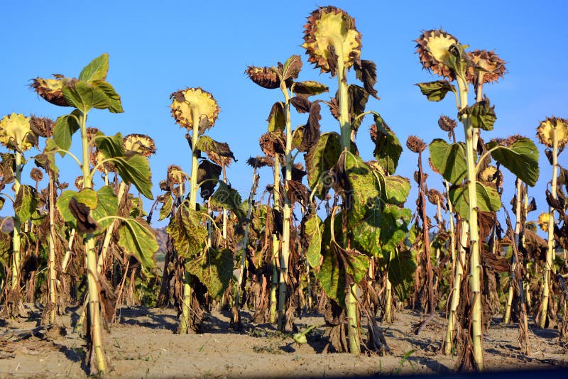 Field of Cultivation of Dry Sunflowers Due To Drought Stock Image ...
