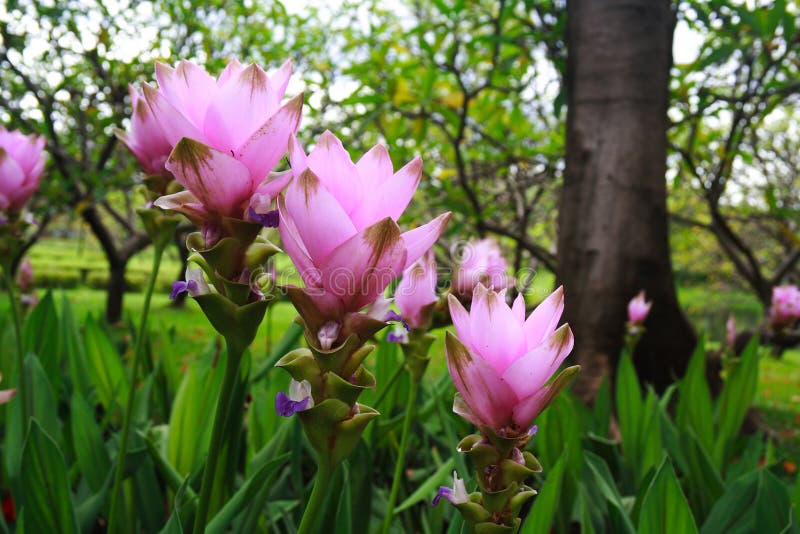 The Field of Curcuma Alismatifolia Flowers Stock Photo - Image of ...