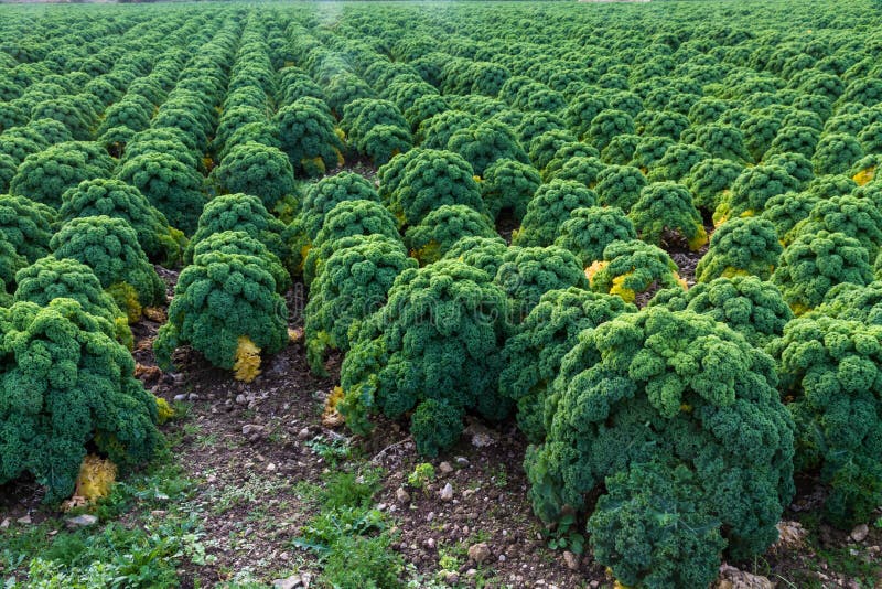 Field of Curly Kale Cultivated in Rows Stock Image - Image of growth ...