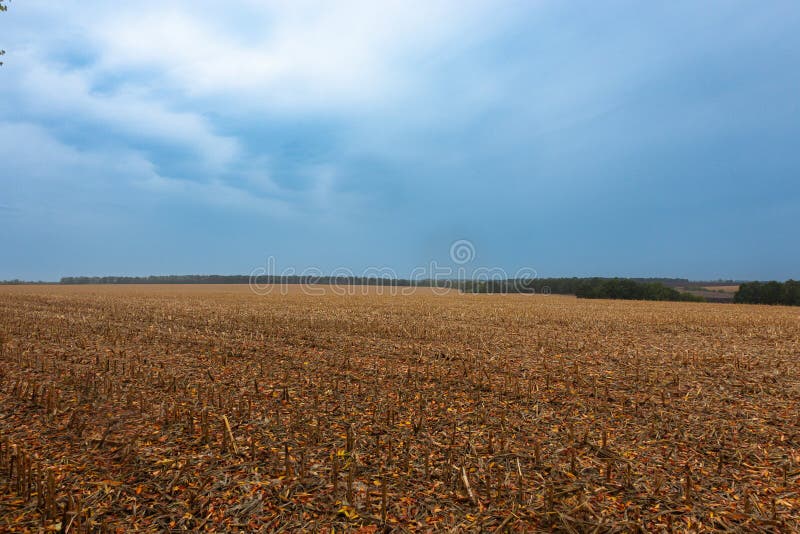 Field with Cut Corn. Corn Cuttings in the Field Stock Photo - Image of ...