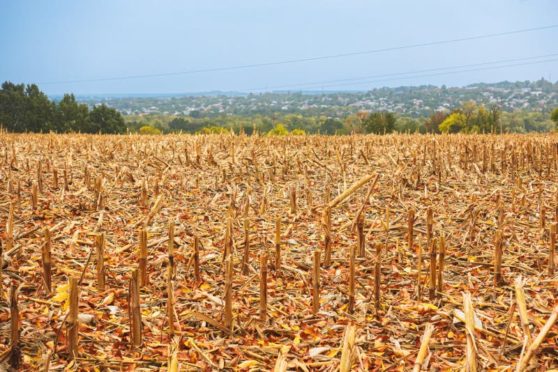Field with Cut Corn. Corn Cuttings in the Field Stock Image - Image of ...