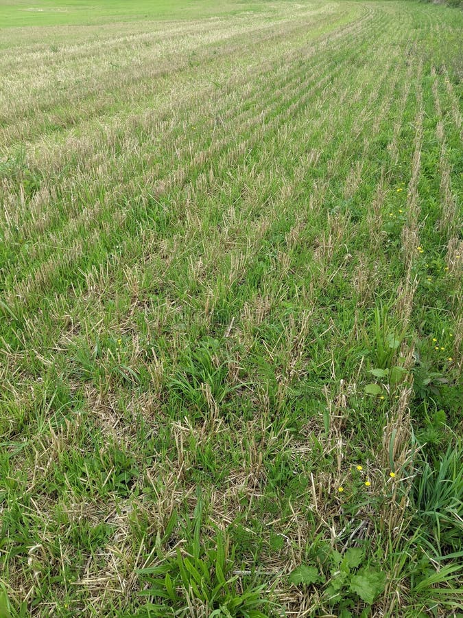 A field of cut hay stock photo. Image of farming, growth - 312839886