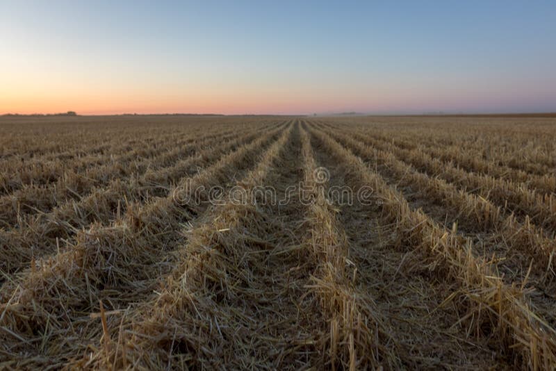 Field of Cut Prairie Wheat at Sunset Stock Photo - Image of field ...