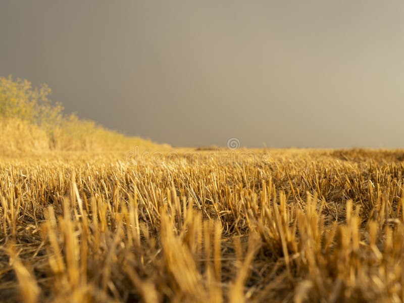 Field of Cut Straw Cloudy Day Stock Photo - Image of country, horizon ...