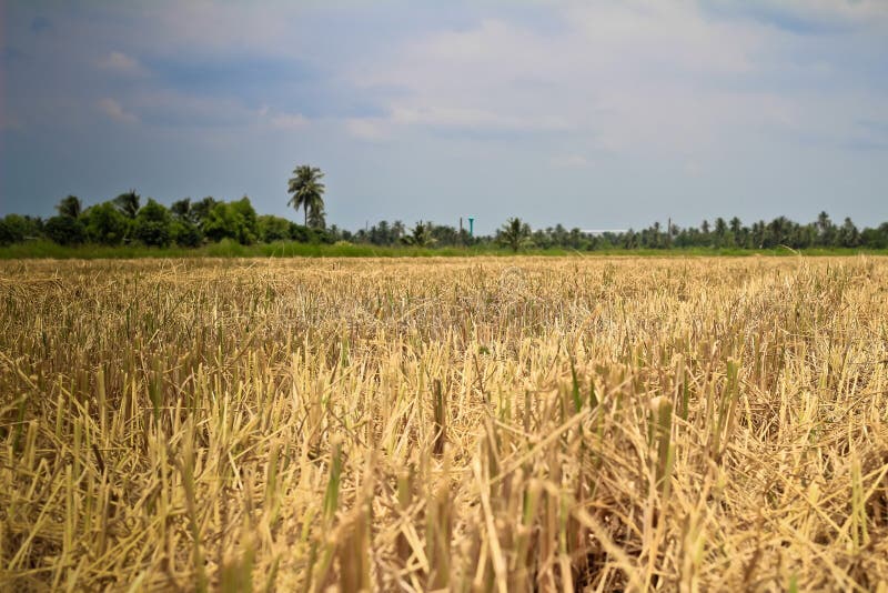 Field of cut wheat stock photo. Image of stool, field - 103546962