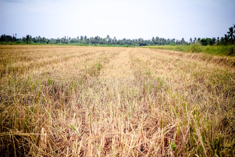 Field of cut wheat stock image. Image of agriculture - 103547127