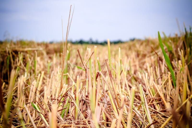 Field of cut wheat stock photo. Image of blurred, field - 103546692