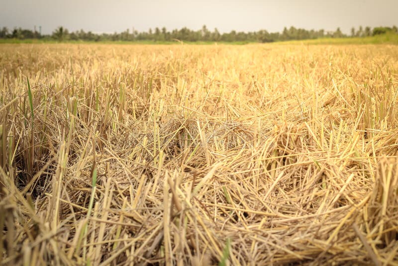 Field of cut wheat stock image. Image of sticky, background - 103547083