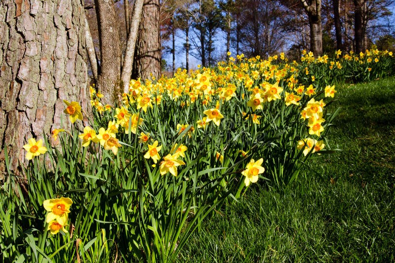 Field of Daffodils Blooming Stock Image - Image of land, environment ...