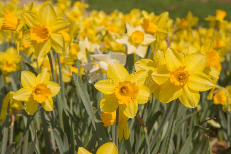Field of Daffodils stock photo. Image of decoration - 114958140