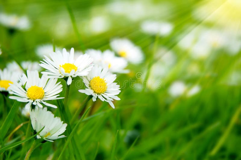 Field daisy flowers stock photo. Image of delicate, natural - 20151464