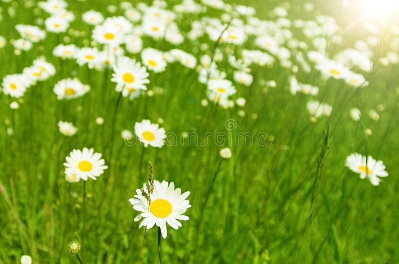 Daisies at spring sunrise stock photo. Image of picturesque - 10318070