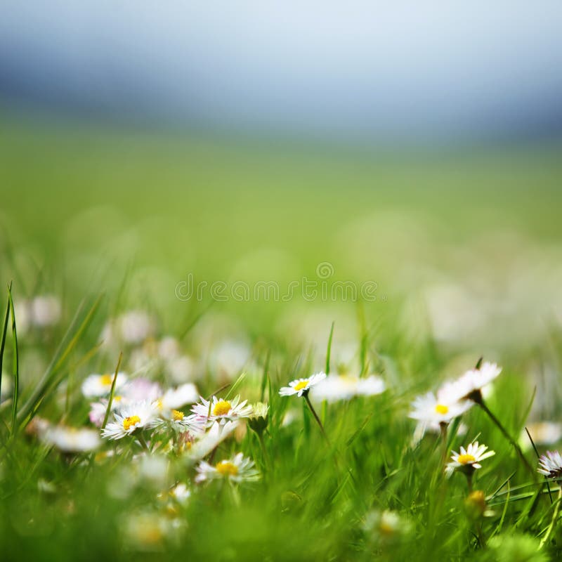 Field of daisies stock image. Image of farm, meadow, lawn - 19379719
