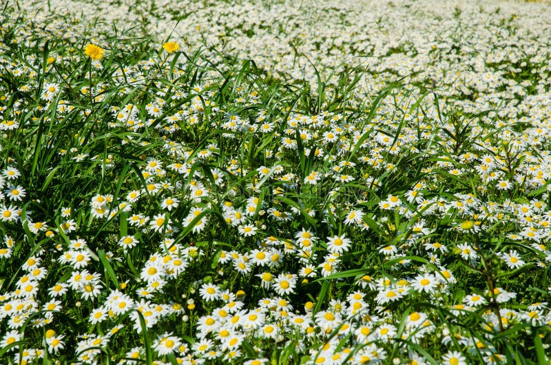 Field of daisies stock photo. Image of green, environmental - 24724108