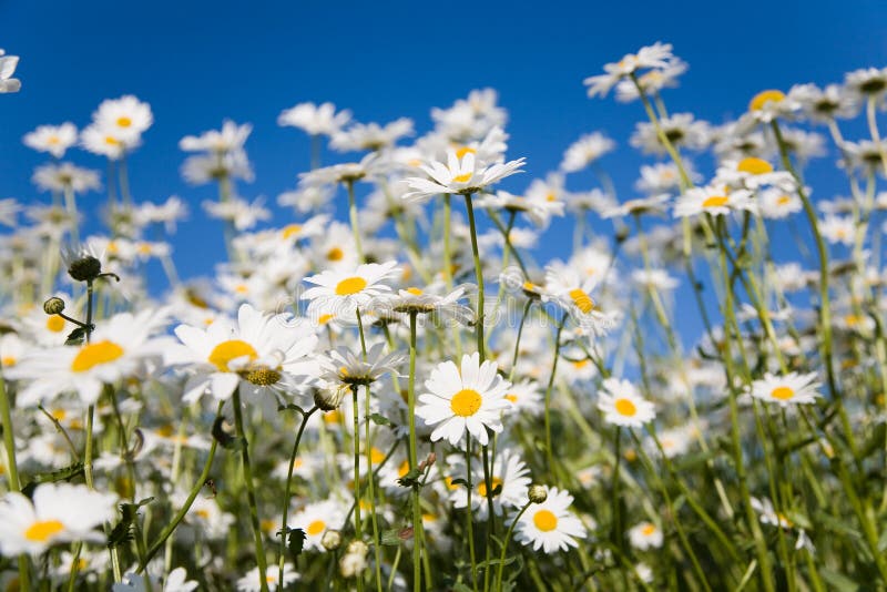 Field of daisies stock photo. Image of plant, outdoors - 4780606