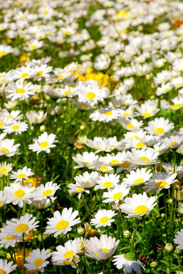 Field of daisies stock photo. Image of fresh, farm, blue - 6043498