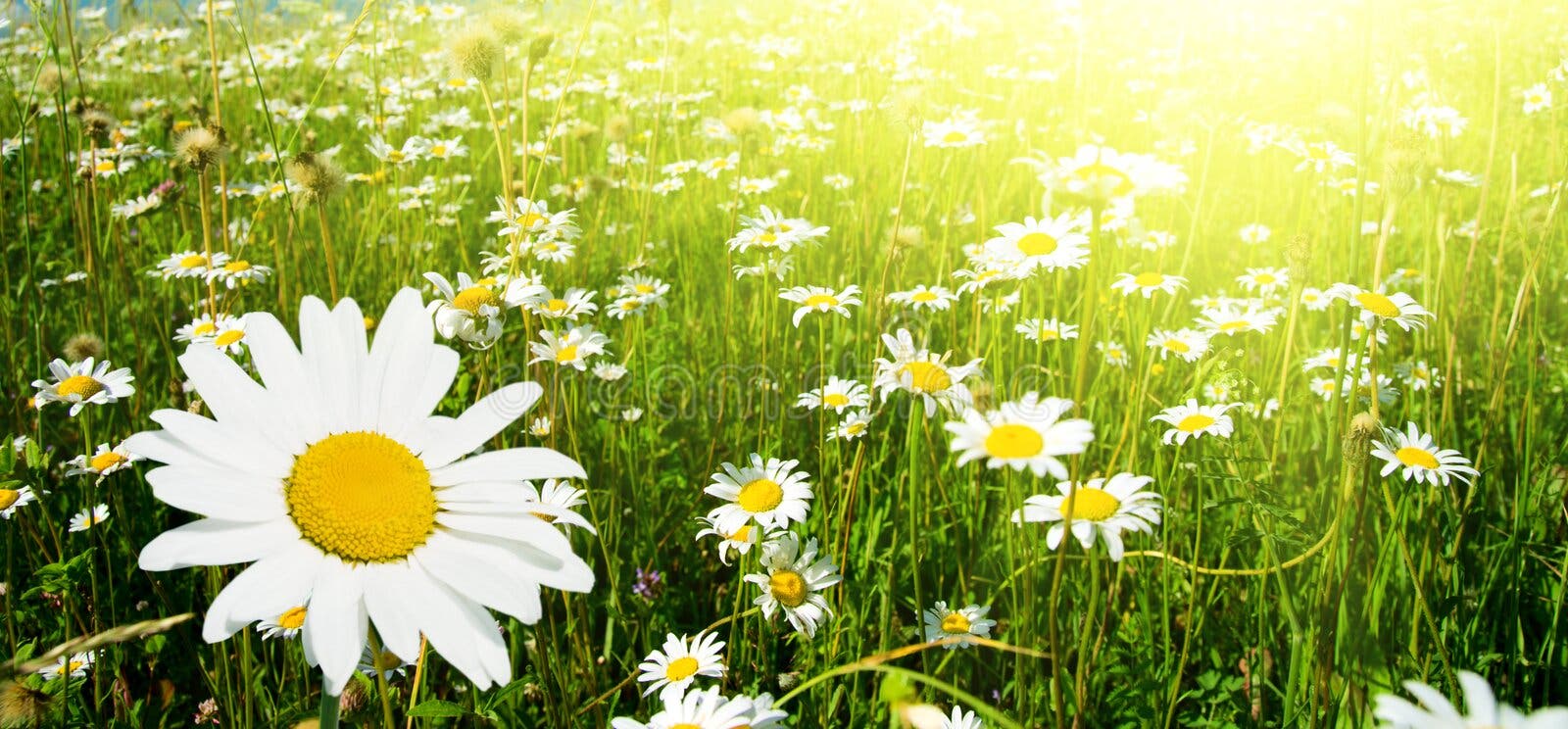 Field of daisies stock photo. Image of grow, daisy, countryside - 7723900