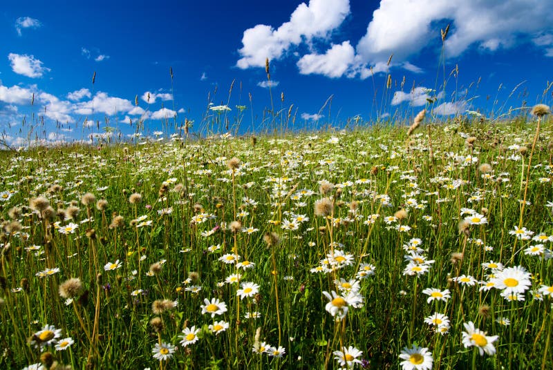 Field of daisies stock photo. Image of nature, farm, horizon - 7129274