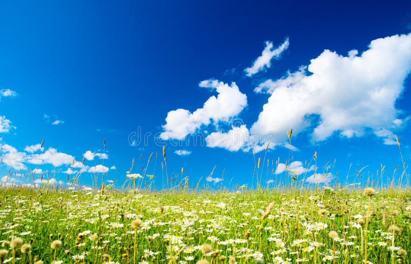 Field of daisies stock photo. Image of grow, daisy, countryside - 7723900