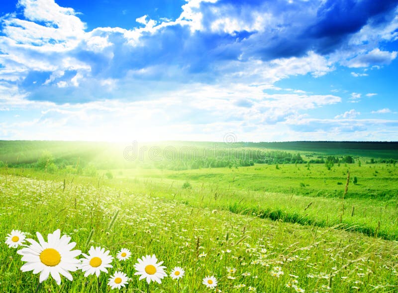 Field of daisies stock photo. Image of grow, daisy, countryside - 7723900