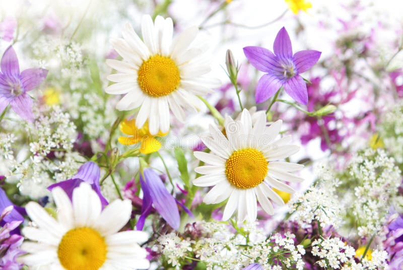 Field of daisies. stock image. Image of light, sunny - 55672231