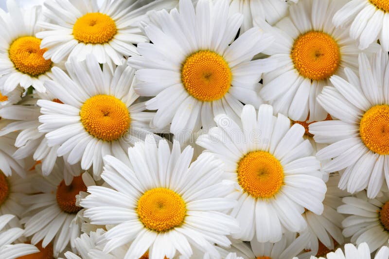 Field Daisies Under Blue Sky Stock Image - Image of cloud, landscape ...
