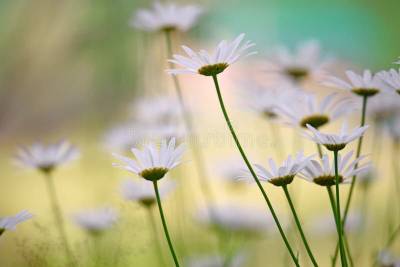 54,511 Field Daisies Stock Photos - Free & Royalty-Free Stock Photos ...