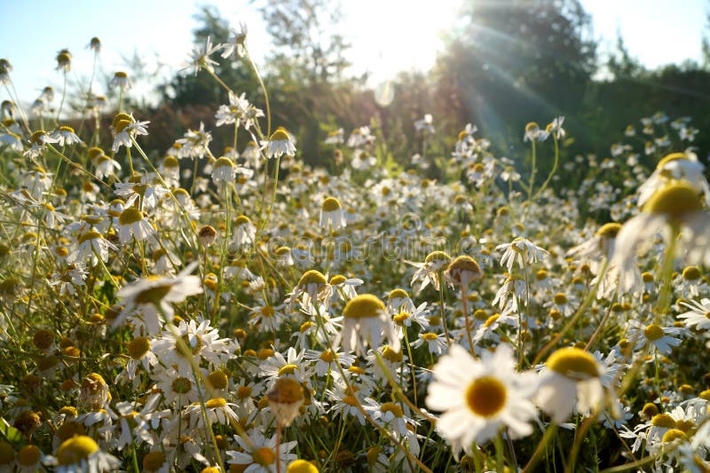 Field stock image. Image of july, bright, sunny, field - 65551055