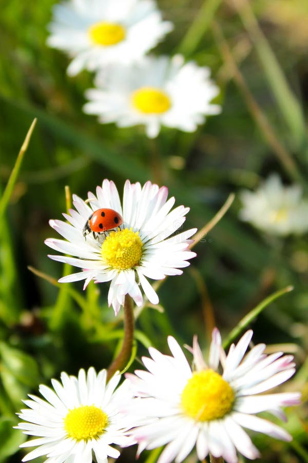 Two Daisies And Ladybug In A Field Stock Image - Image of flower ...