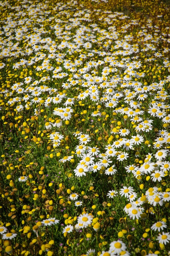 Field of daisies stock image. Image of nature, environment - 34531867