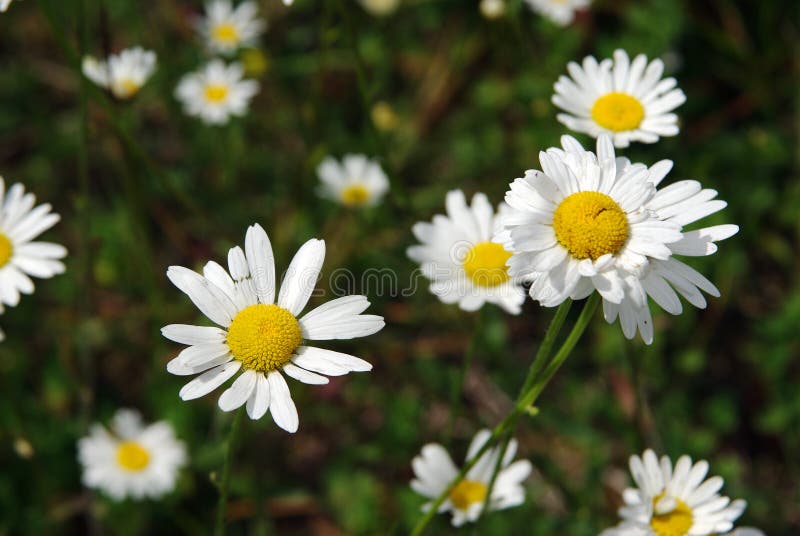 Field of daisies in spring stock photo. Image of beauty - 66466628