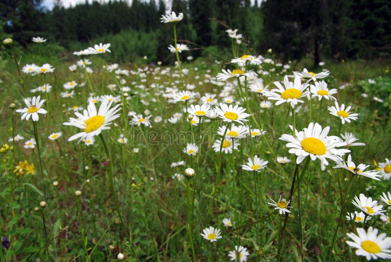 Field of daisies in spring stock image. Image of growth - 66466691