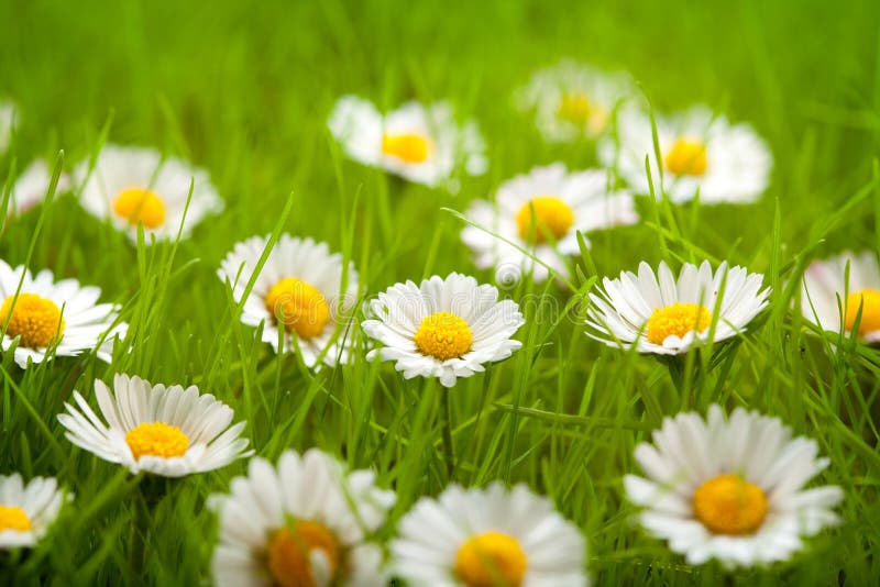 Spring Field - Daisy in Grass Stock Photo - Image of blossom, herb ...
