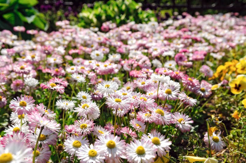 Field of daisy stock image. Image of leaves, daisy, close - 54510851